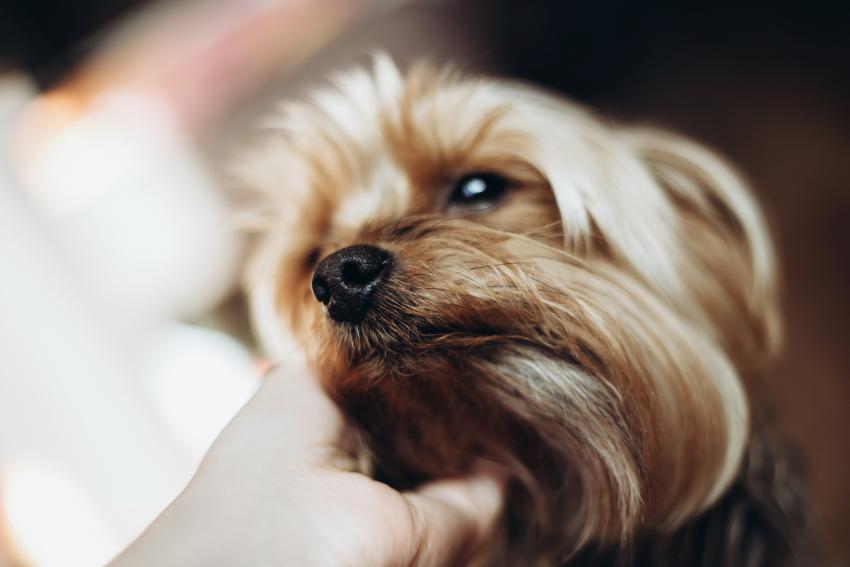 12 Famous Dogs in History | LoveToKnow Pets