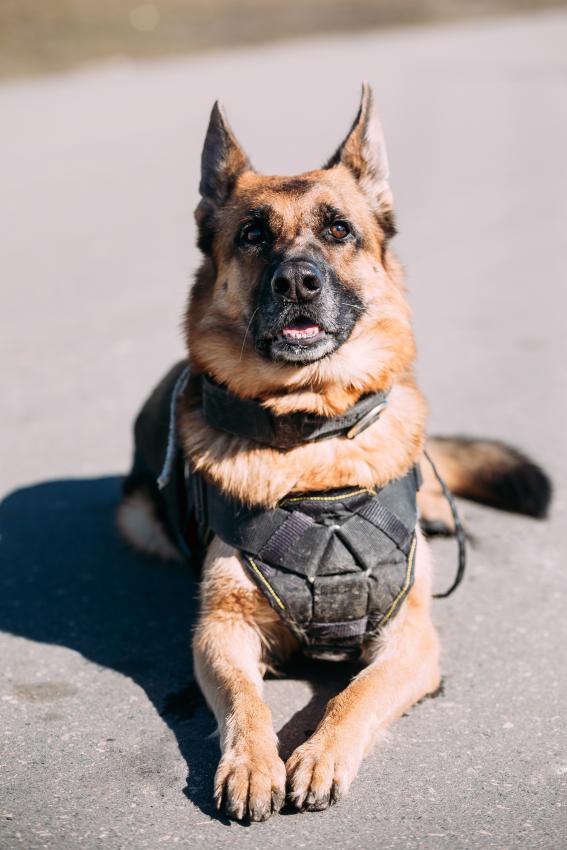 12 Famous Dogs in History | LoveToKnow Pets