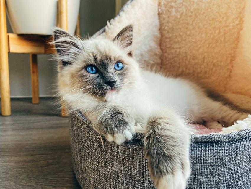 Coolest Looking Cat Breeds: From Exotic to Extraordinary | LoveToKnow Pets