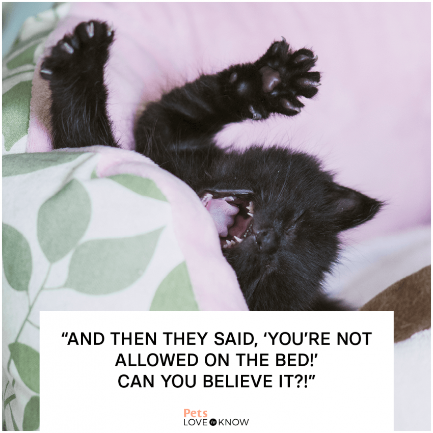 12 Black Cat Memes That Make Life Purrfect | LoveToKnow Pets
