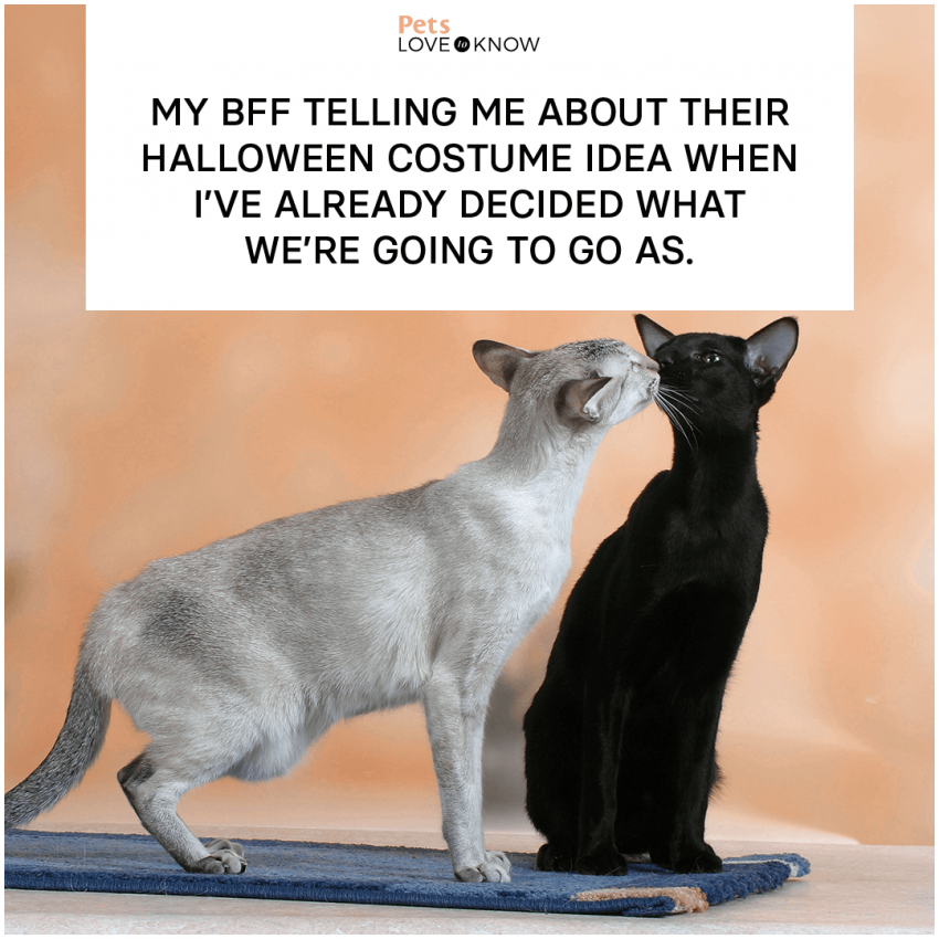 12 Black Cat Memes That Make Life Purrfect | LoveToKnow Pets