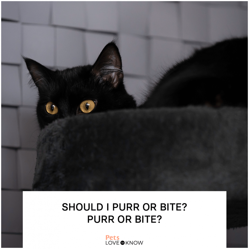 12 Black Cat Memes That Make Life Purrfect | LoveToKnow Pets