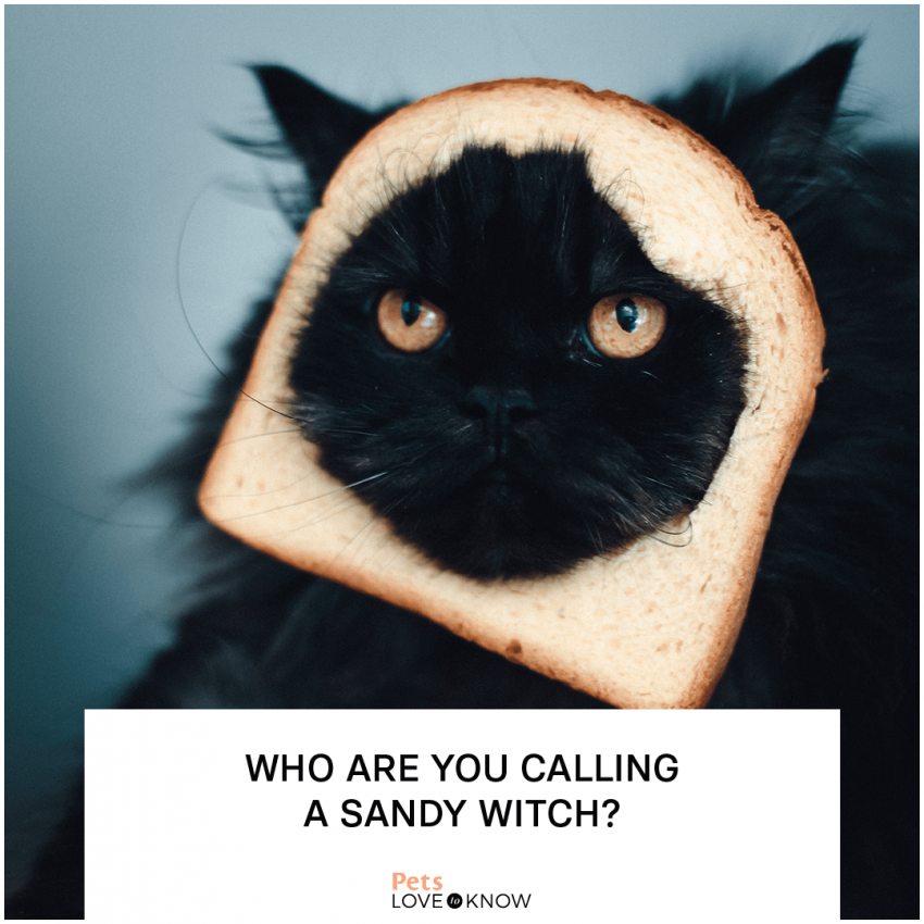 12 Black Cat Memes That Make Life Purrfect | LoveToKnow Pets