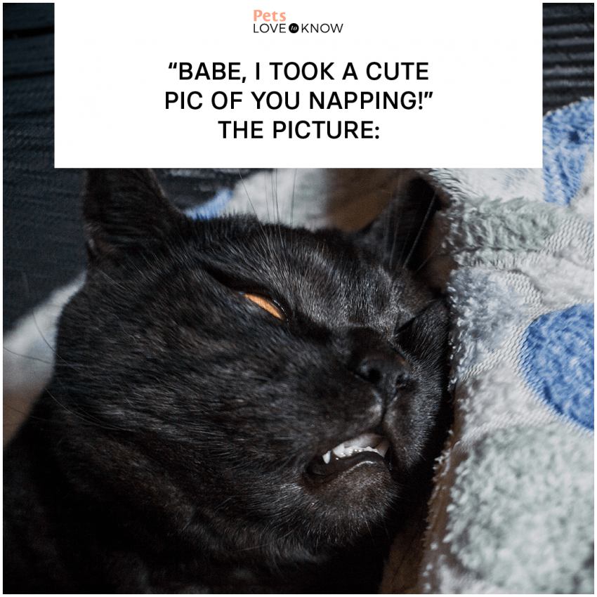 12 Black Cat Memes That Make Life Purrfect | LoveToKnow Pets