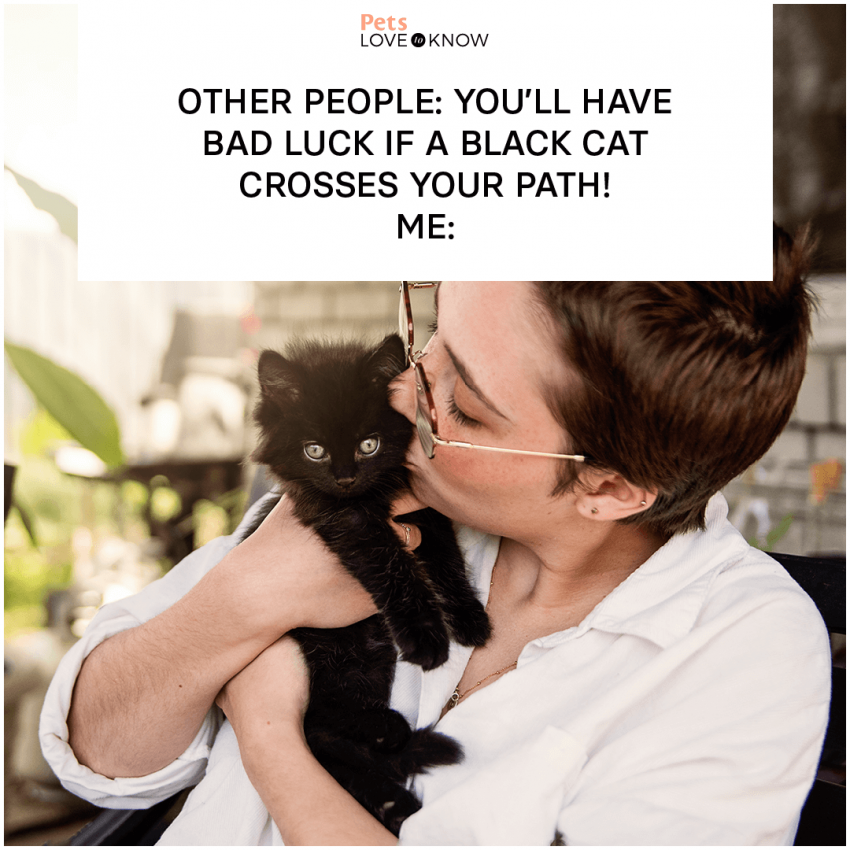 12 Black Cat Memes That Make Life Purrfect | LoveToKnow Pets