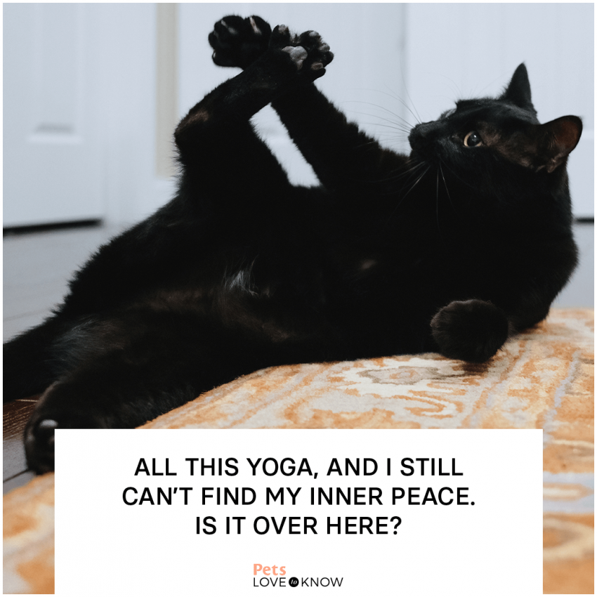 12 Black Cat Memes That Make Life Purrfect | LoveToKnow Pets