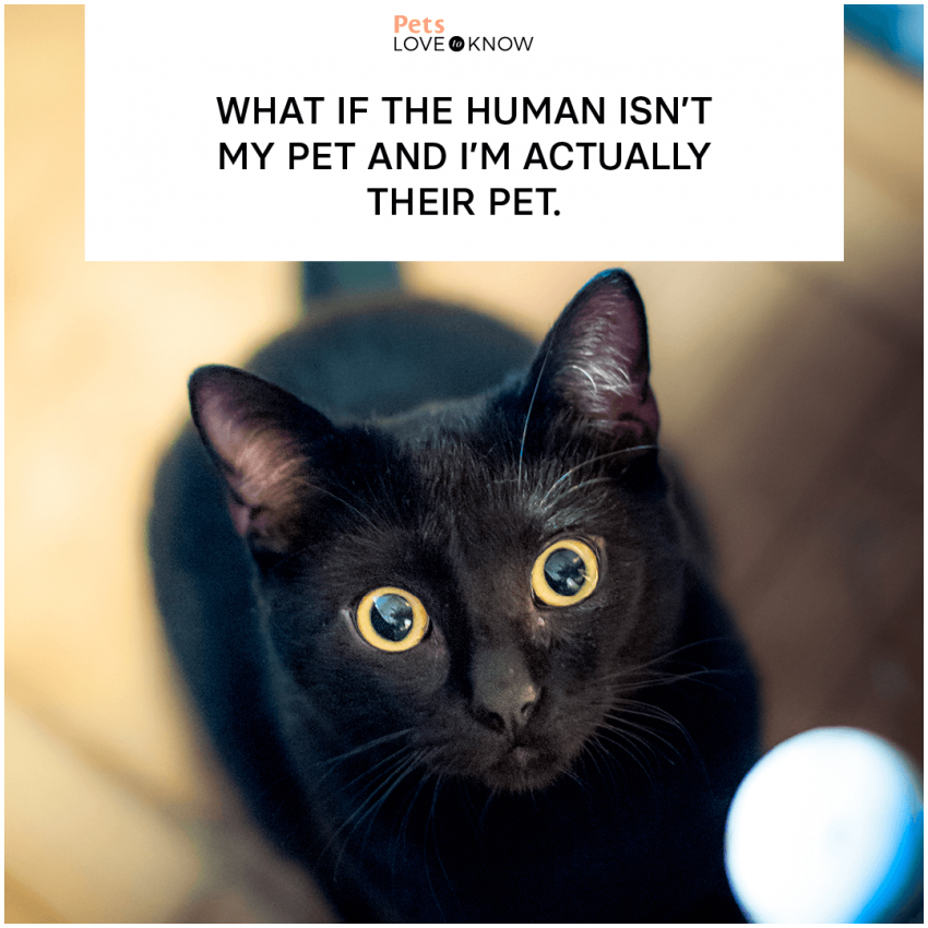 12 Black Cat Memes That Make Life Purrfect | LoveToKnow Pets