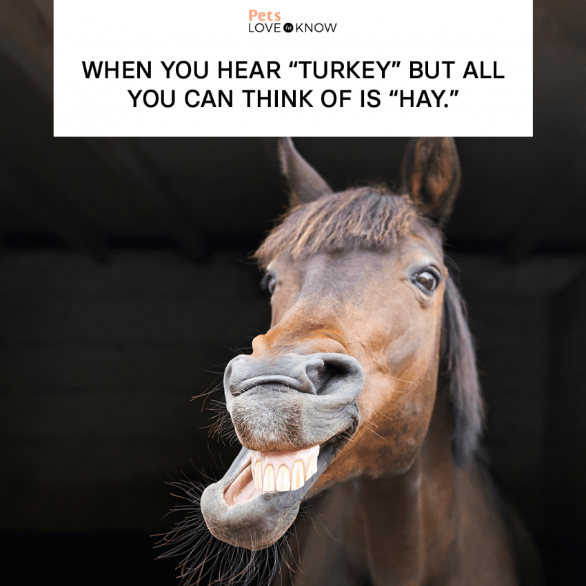 14 Happy Thanksgiving Horse Memes: A Galloping Good Time! | LoveToKnow Pets