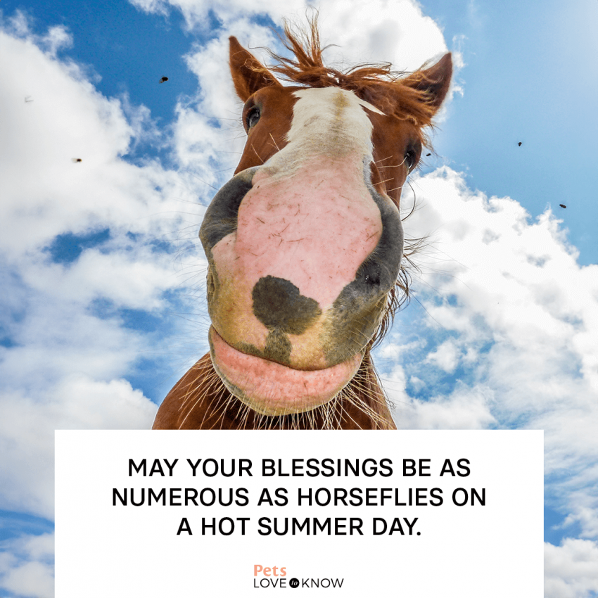 14 Happy Thanksgiving Horse Memes: A Galloping Good Time! | LoveToKnow Pets