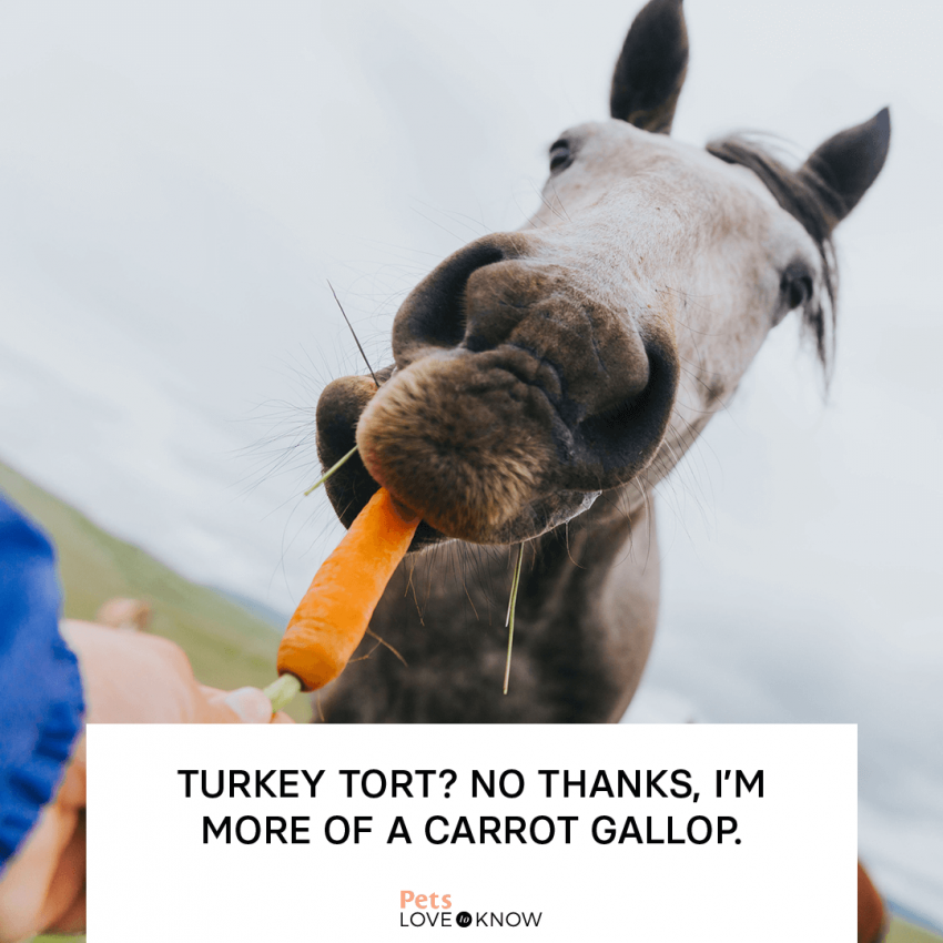 14 Happy Thanksgiving Horse Memes: A Galloping Good Time! | LoveToKnow Pets