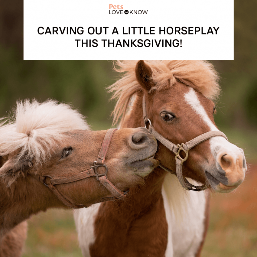 14 Happy Thanksgiving Horse Memes: A Galloping Good Time! | LoveToKnow Pets