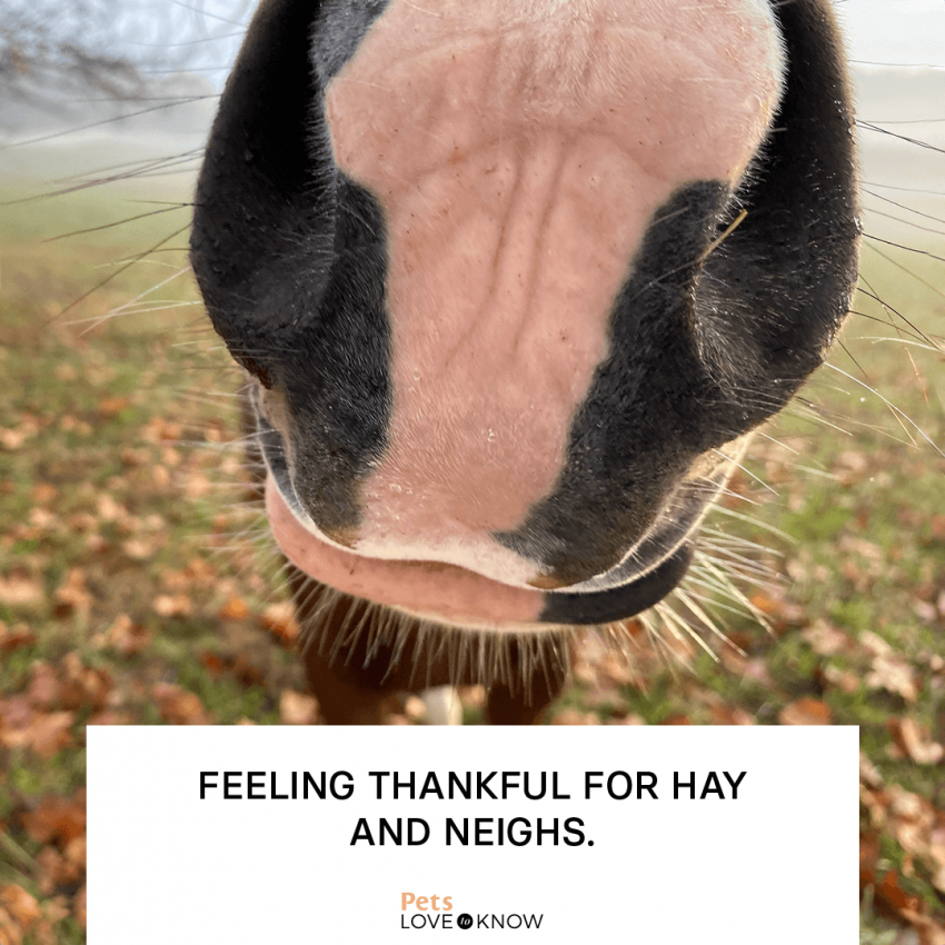 14 Happy Thanksgiving Horse Memes: A Galloping Good Time! | LoveToKnow Pets