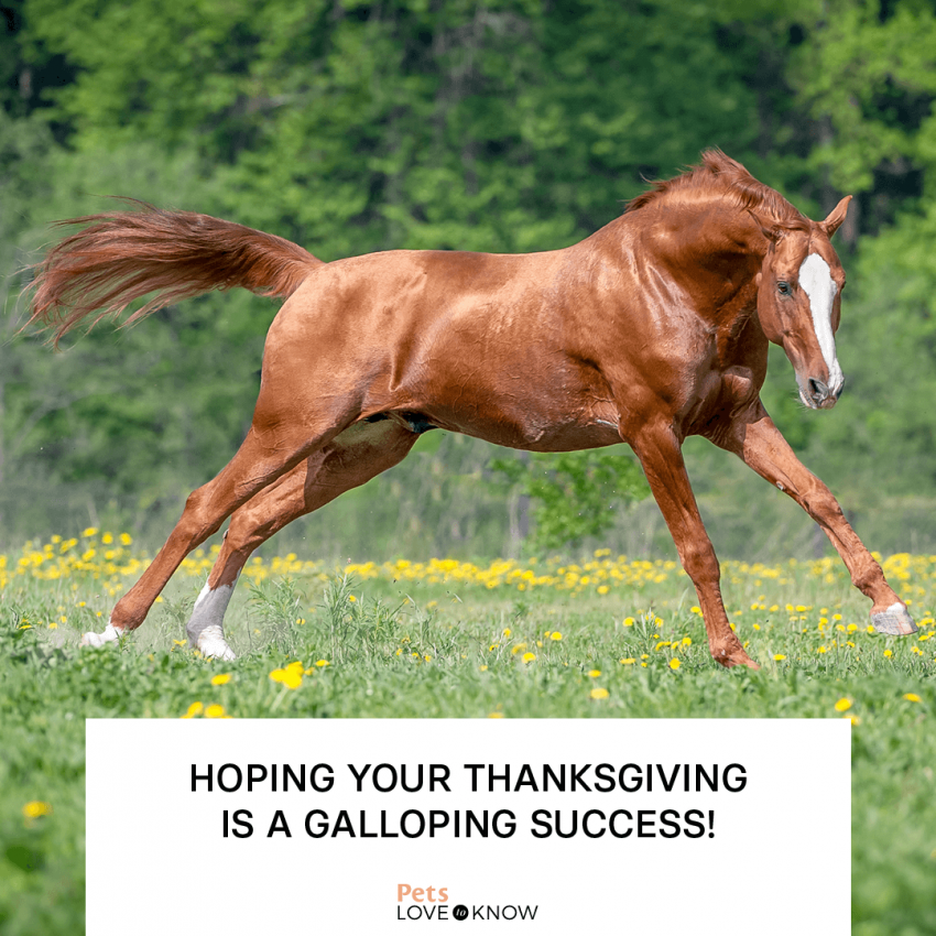 14 Happy Thanksgiving Horse Memes: A Galloping Good Time! | LoveToKnow Pets