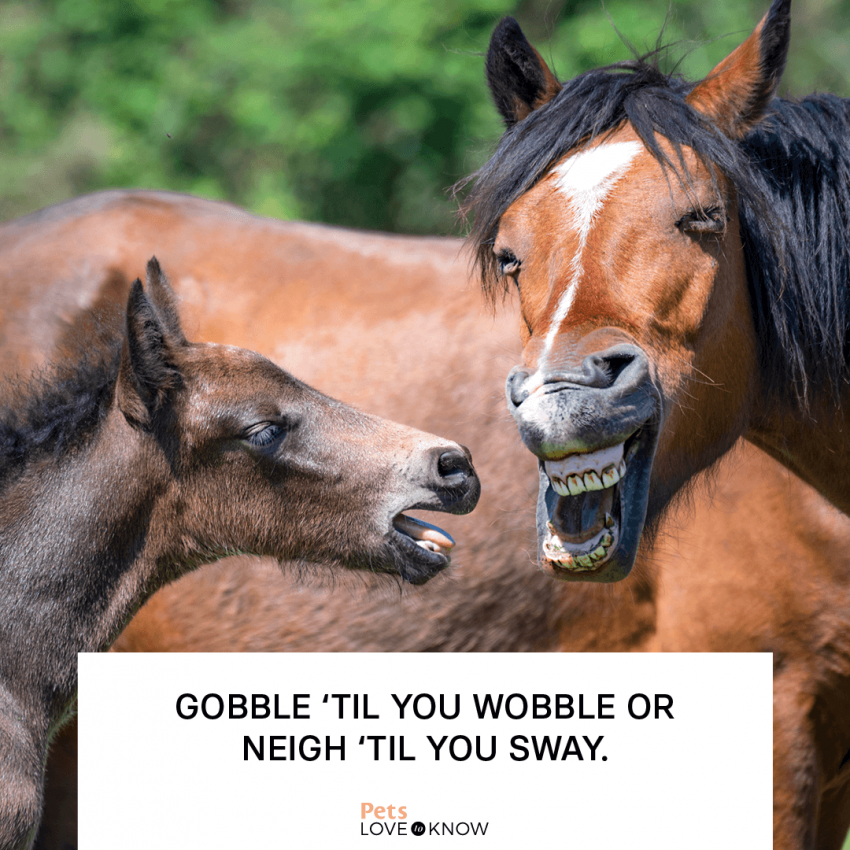 14 Happy Thanksgiving Horse Memes: A Galloping Good Time! | LoveToKnow Pets