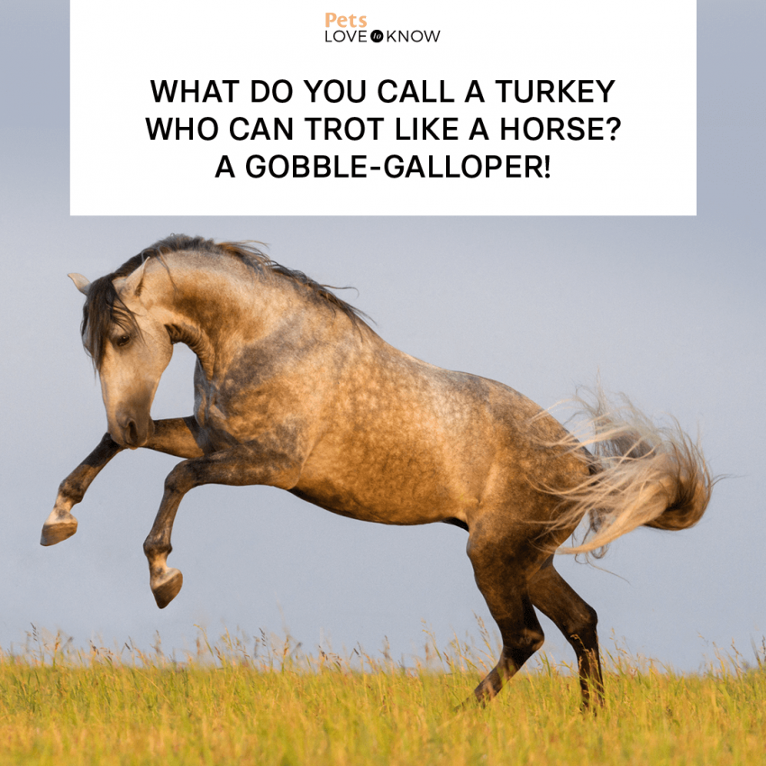 14 Happy Thanksgiving Horse Memes: A Galloping Good Time! | LoveToKnow Pets