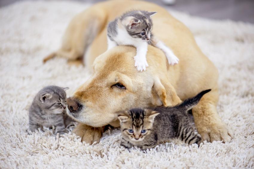 28 Cute Pictures of Dogs & Cats Living Their Best Lives Together ...
