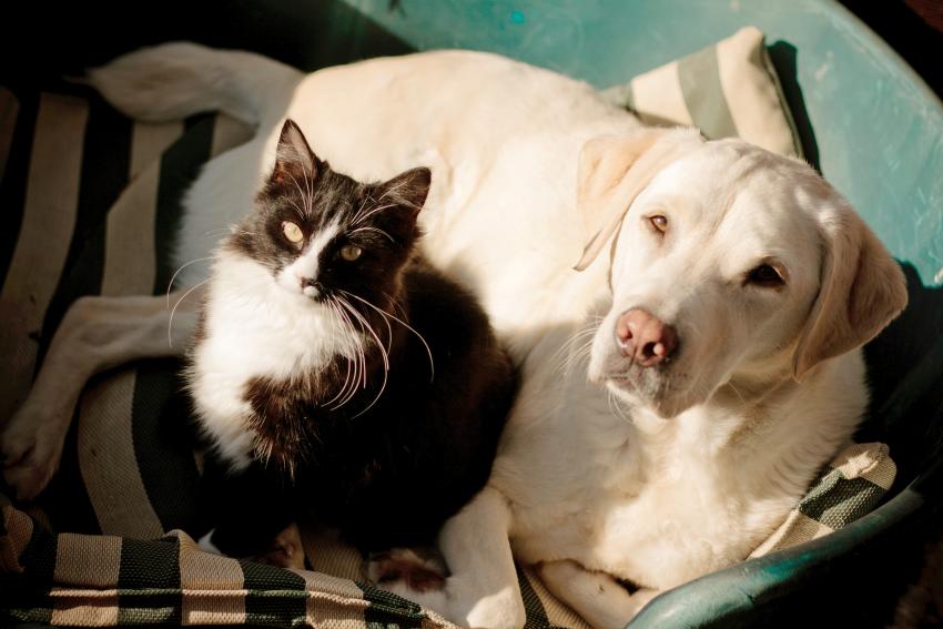 28 Cute Pictures of Dogs & Cats Living Their Best Lives Together ...