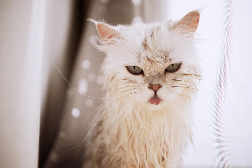 19 Funniest Pictures of Wet & Highly Disgruntled Cats | LoveToKnow Pets