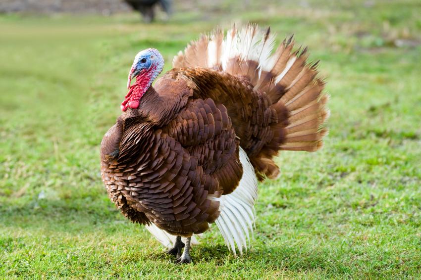 9 Big Pet Birds That May (or May Not) Be Right for Your Coop ...