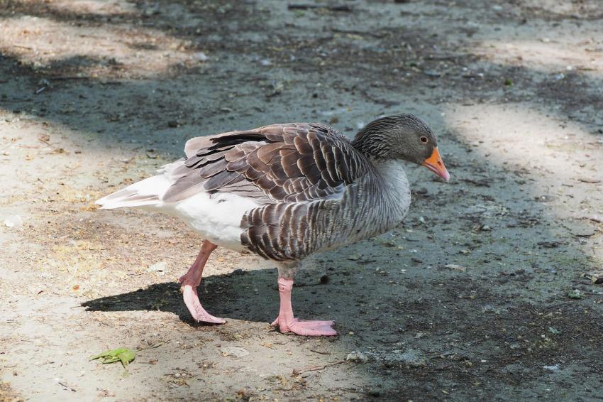 9 Big Pet Birds That May (or May Not) Be Right for Your Coop ...