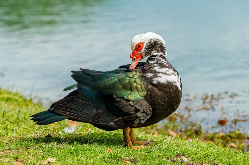 9 Big Pet Birds That May (or May Not) Be Right for Your Coop ...