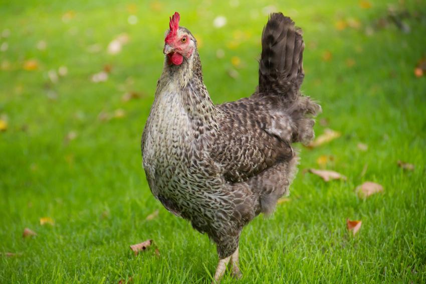 9 Big Pet Birds That May (or May Not) Be Right for Your Coop ...