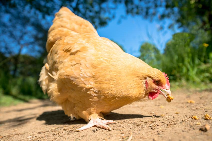 9 Big Pet Birds That May (or May Not) Be Right for Your Coop ...