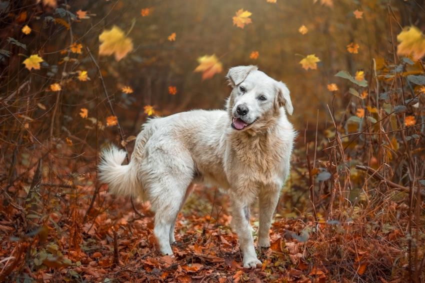 15 Pictures of Dogs Jumping in Leaves That Are Unbe-Leaf-ably Cute ...