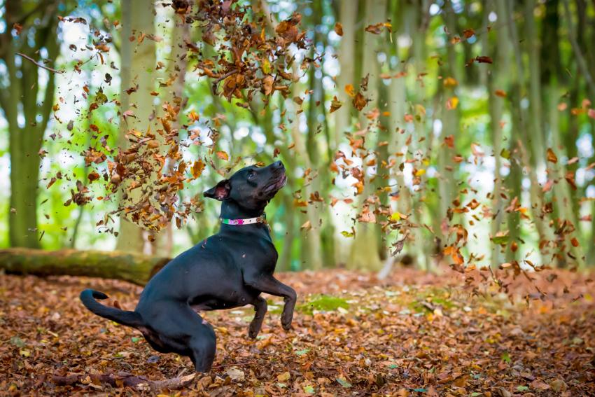 15 Pictures of Dogs Jumping in Leaves That Are Unbe-Leaf-ably Cute ...