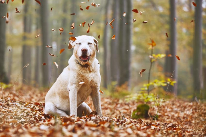15 Pictures of Dogs Jumping in Leaves That Are Unbe-Leaf-ably Cute ...
