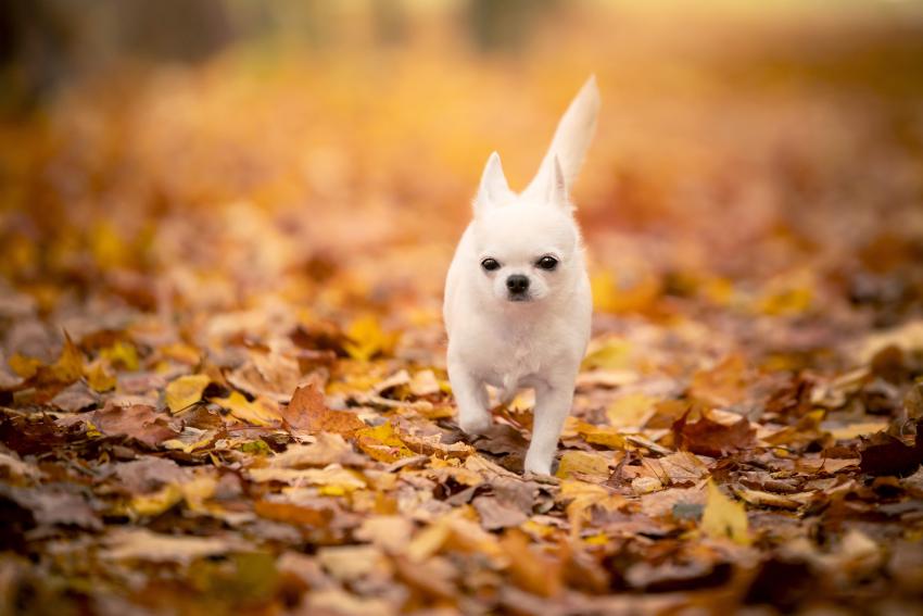 15 Pictures of Dogs Jumping in Leaves That Are Unbe-Leaf-ably Cute ...
