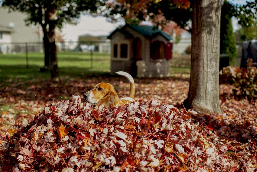 15 Pictures of Dogs Jumping in Leaves That Are Unbe-Leaf-ably Cute ...