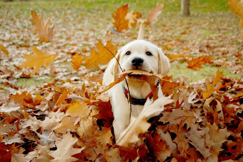 15 Pictures of Dogs Jumping in Leaves That Are Unbe-Leaf-ably Cute ...