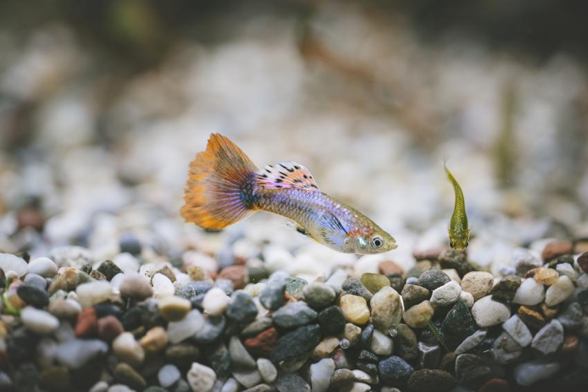 13 Best Pet Fish: Fin-Tastic Friends for Your New Aquarium | LoveToKnow ...