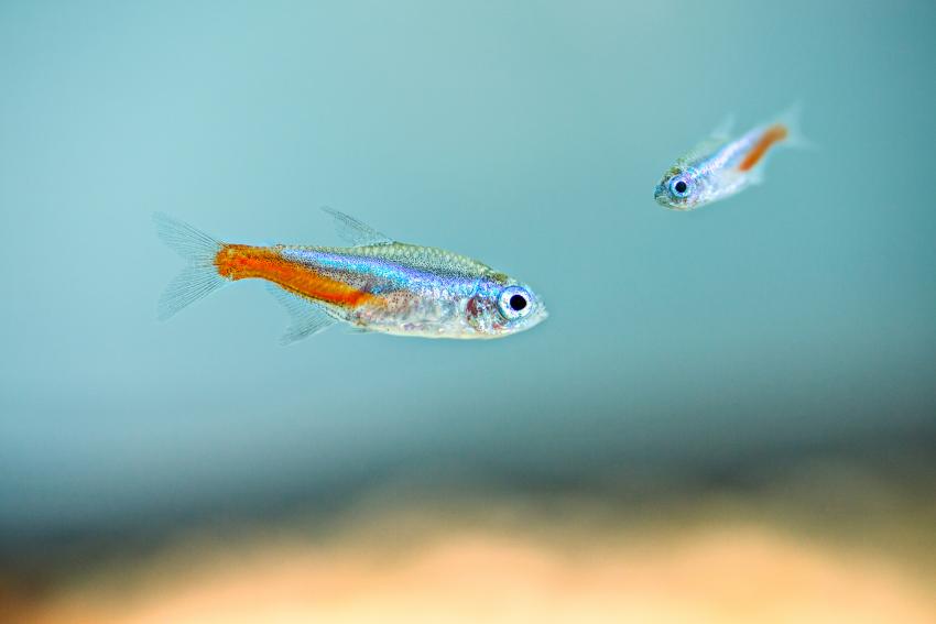 13 Best Pet Fish: Fin-Tastic Friends for Your New Aquarium | LoveToKnow ...