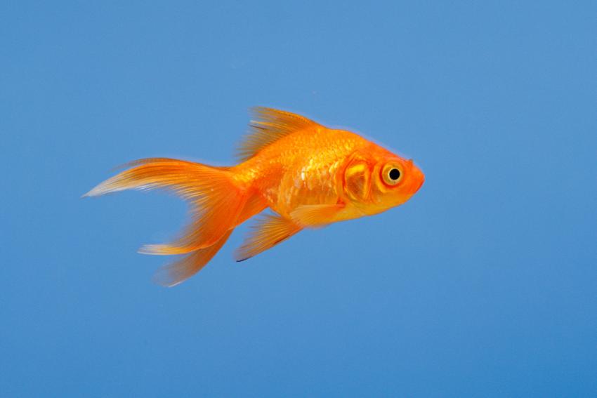 14 Things You Can Use Right Now to Bring You Good Luck | LoveToKnow