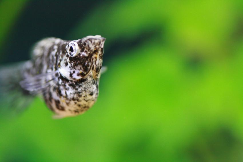 13 Best Pet Fish: Fin-Tastic Friends for Your New Aquarium | LoveToKnow ...