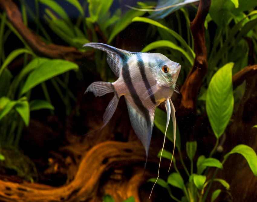 13 Best Pet Fish: Fin-Tastic Friends for Your New Aquarium | LoveToKnow ...