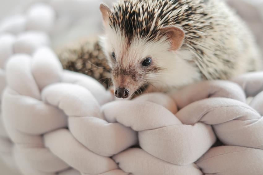 7 of the Cutest Small Animals & the Science Behind the Squee ...