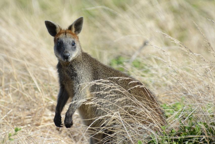 7 of the Cutest Small Animals & the Science Behind the Squee ...