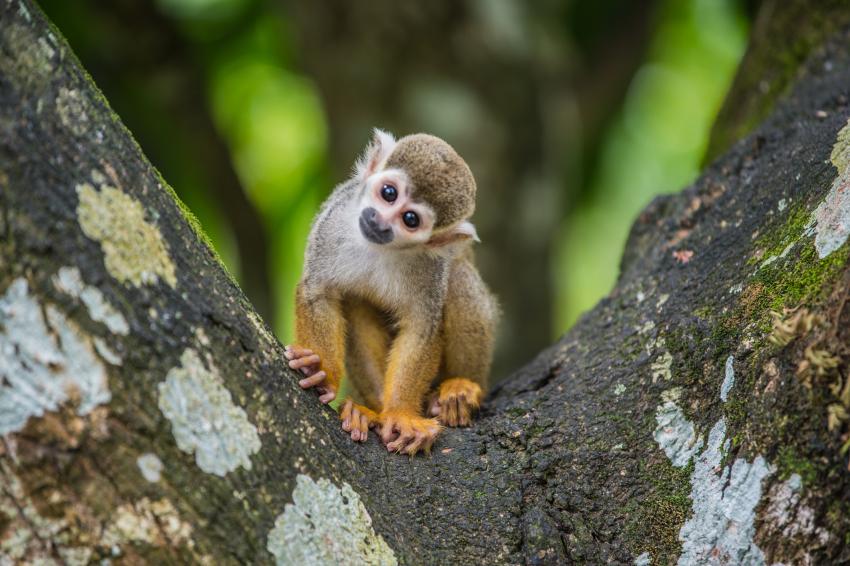7 of the Cutest Small Animals & the Science Behind the Squee ...