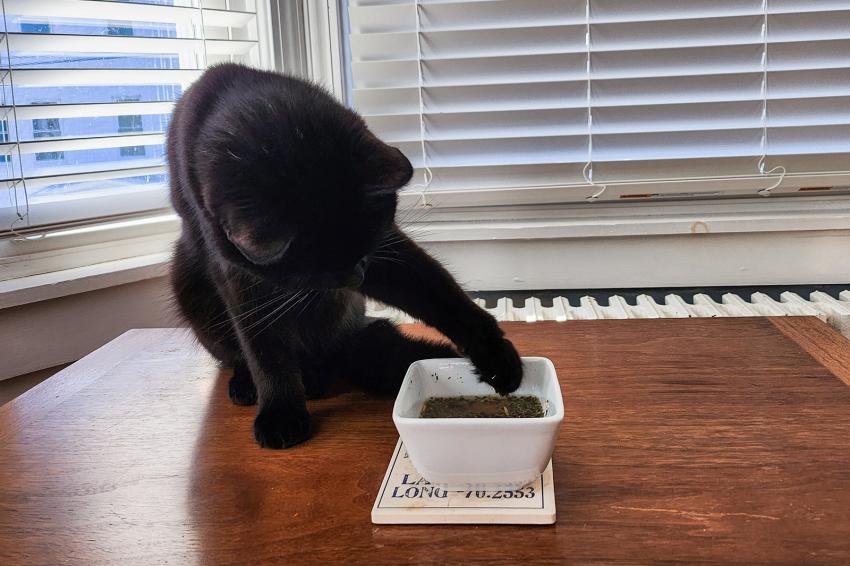 Catnip Tea: 4 Real Cats React to Our Simple Recipe | LoveToKnow Pets