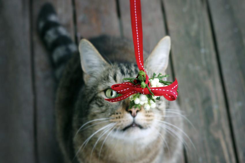 23 Meow-tastic Christmas Cat Photos for Instant Holiday Cheer ...