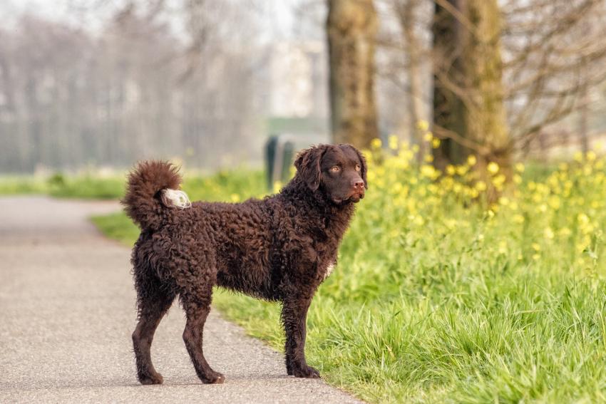 14 Dog Breeds Sporting Gorgeous Curls | LoveToKnow Pets