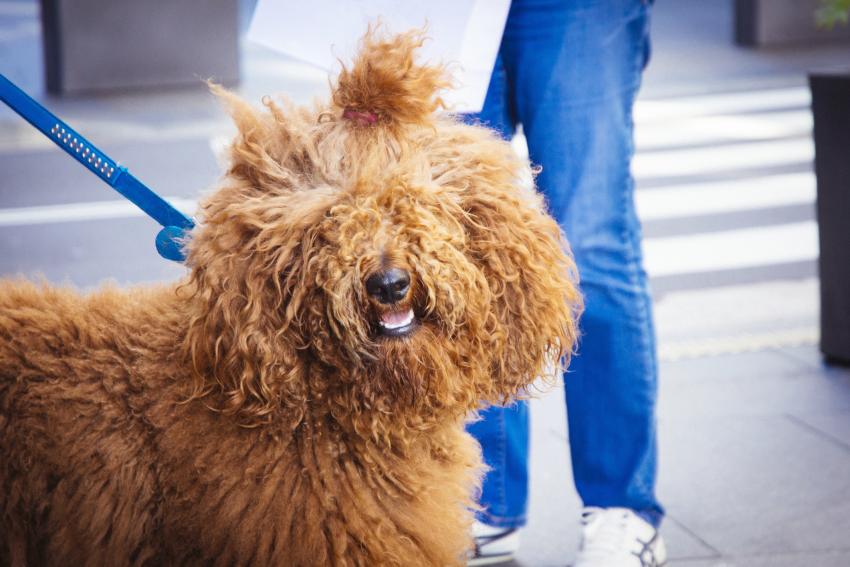 14 Dog Breeds Sporting Gorgeous Curls | LoveToKnow Pets