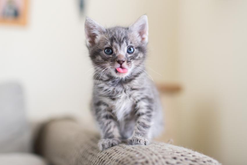 30 Cat Blep Pics for Your Daily Dose of Cuteness | LoveToKnow Pets