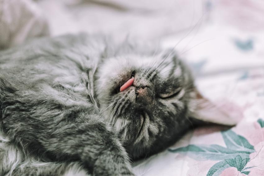 30 Cat Blep Pics for Your Daily Dose of Cuteness | LoveToKnow Pets