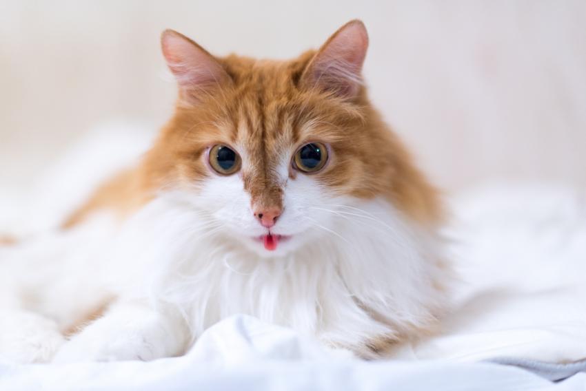 30 Cat Blep Pics for Your Daily Dose of Cuteness | LoveToKnow Pets