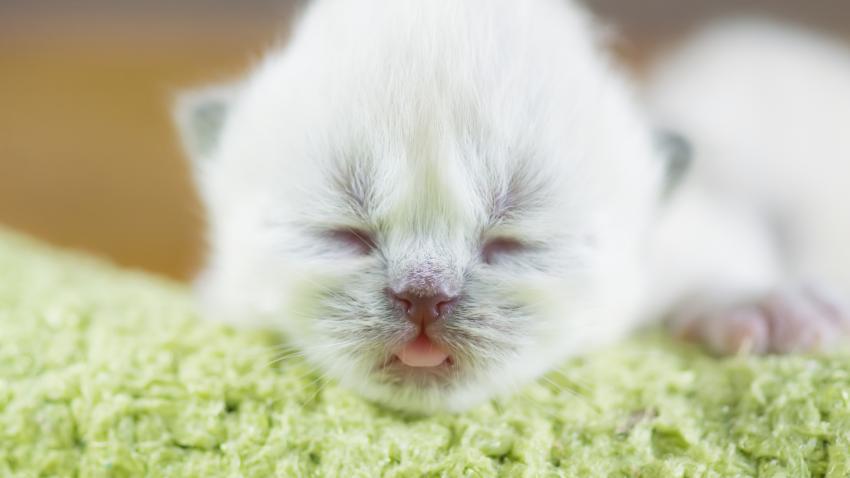 30 Cat Blep Pics for Your Daily Dose of Cuteness | LoveToKnow Pets