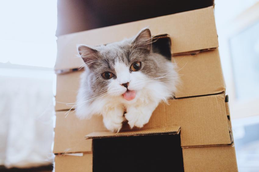 30 Cat Blep Pics for Your Daily Dose of Cuteness | LoveToKnow Pets